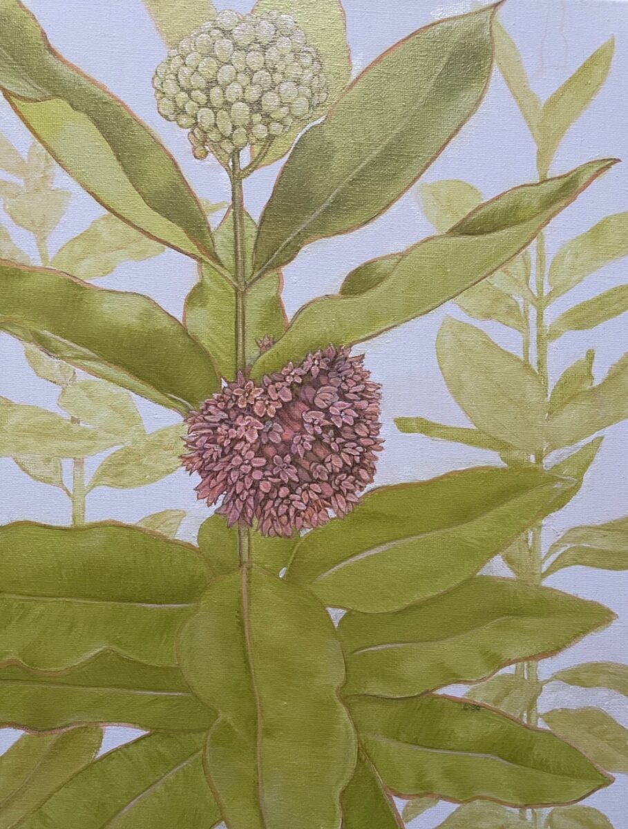 Judy Abbott – Native Plants – Matterfreemedia Web Services