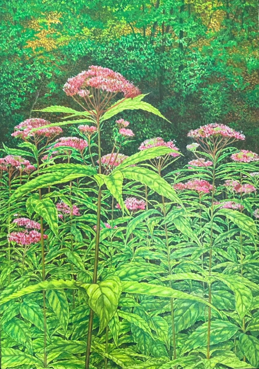 Judy Abbott – Native Plants – Matterfreemedia Web Services